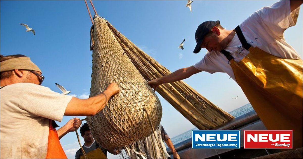 Hitzestau in den Ozeanen bedroht Fischerei - NEUE Vorarlberger Tageszeitung | NEUE.at